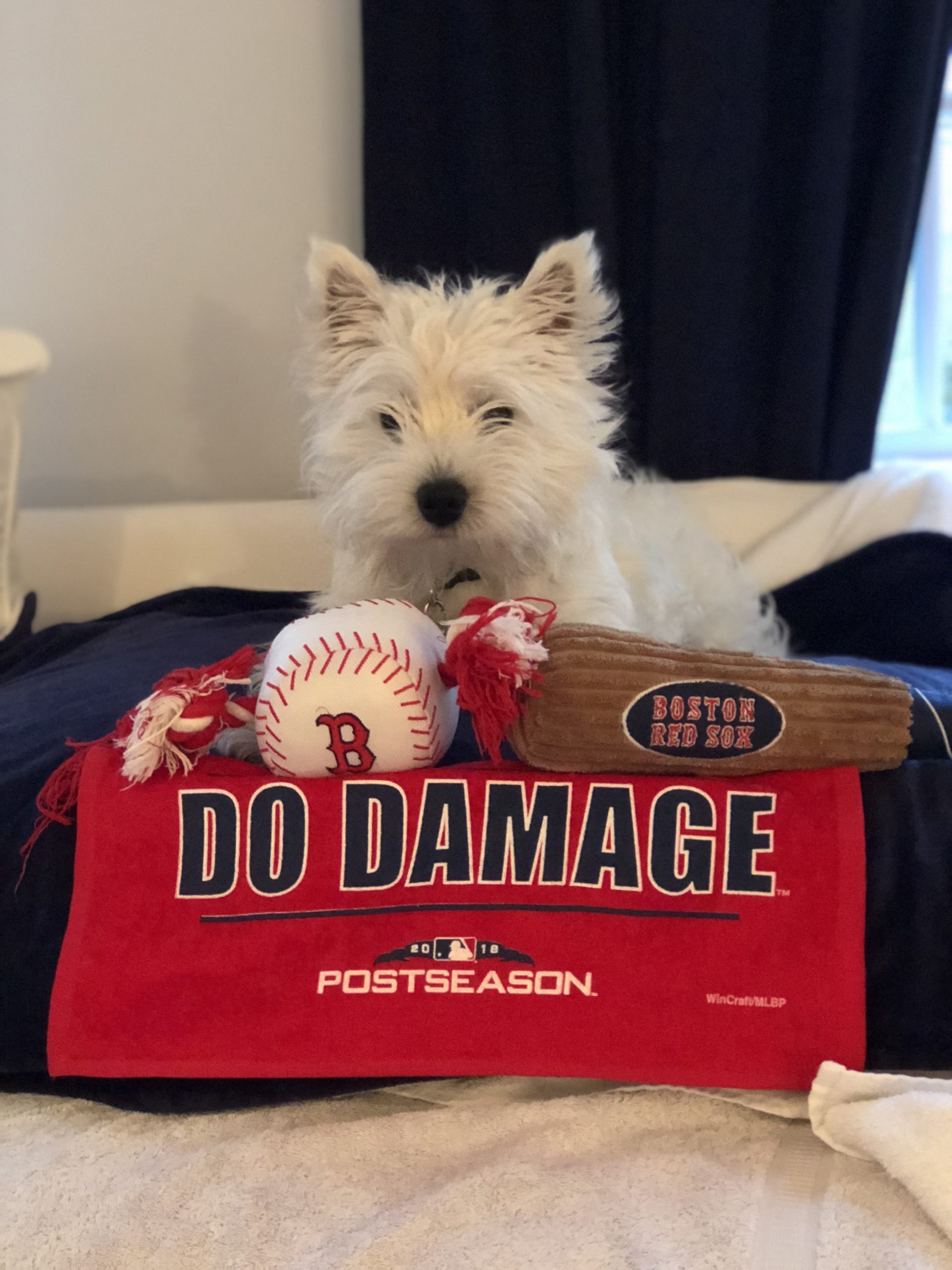 LET'S PLAY BALL and PLAN A BASEBALL BARKDAY PARTY! - Properly Posh Pets
