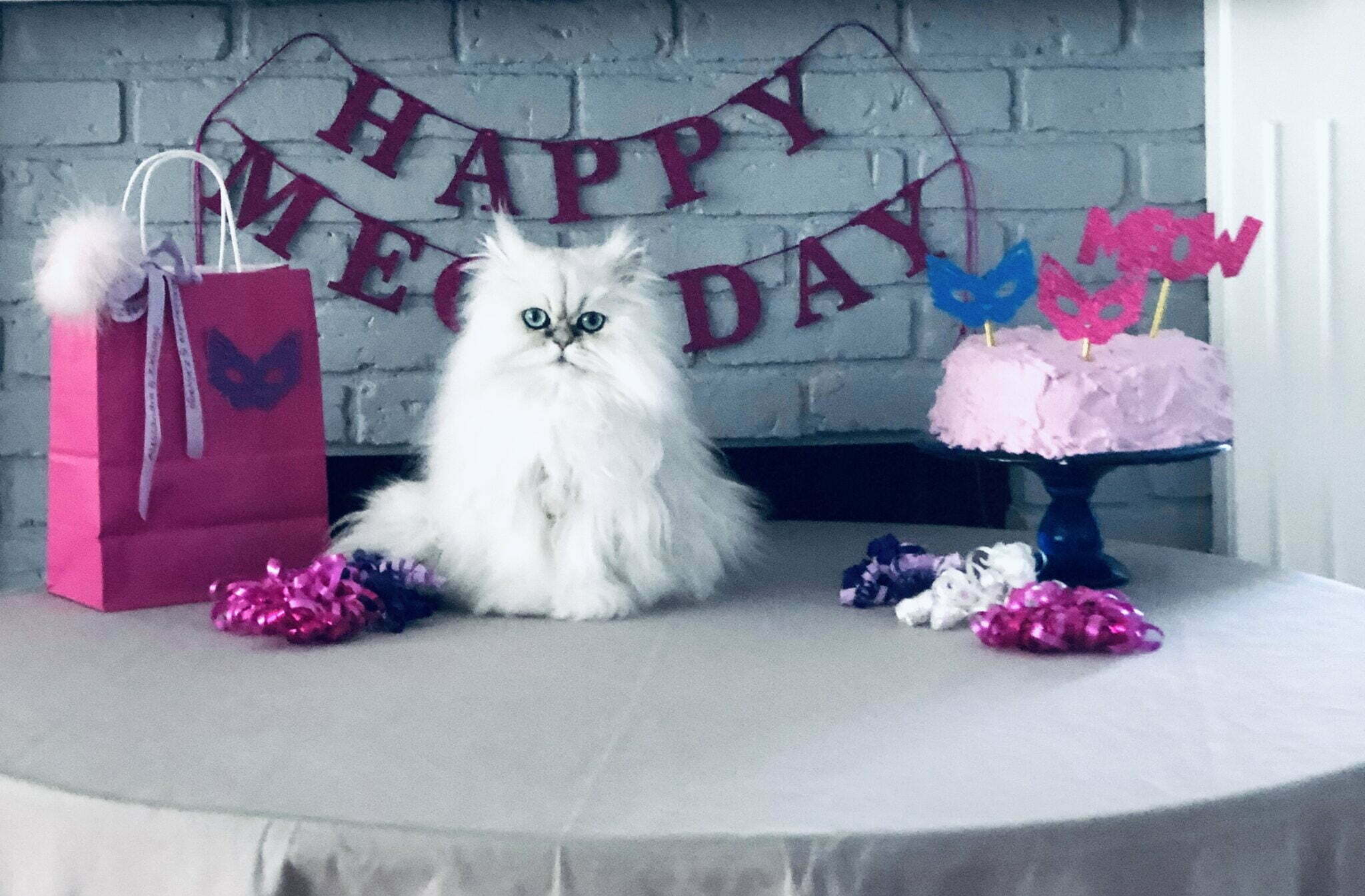 Cats Like Parties Too! Planning a Meowday Party! - Properly Posh Pets