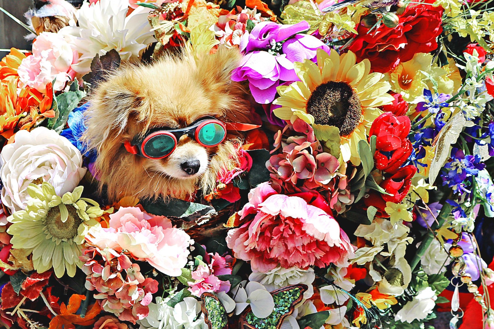 Plan a Yappy Hour Cocktail Party with Margaritas and Cosmos - Properly ...