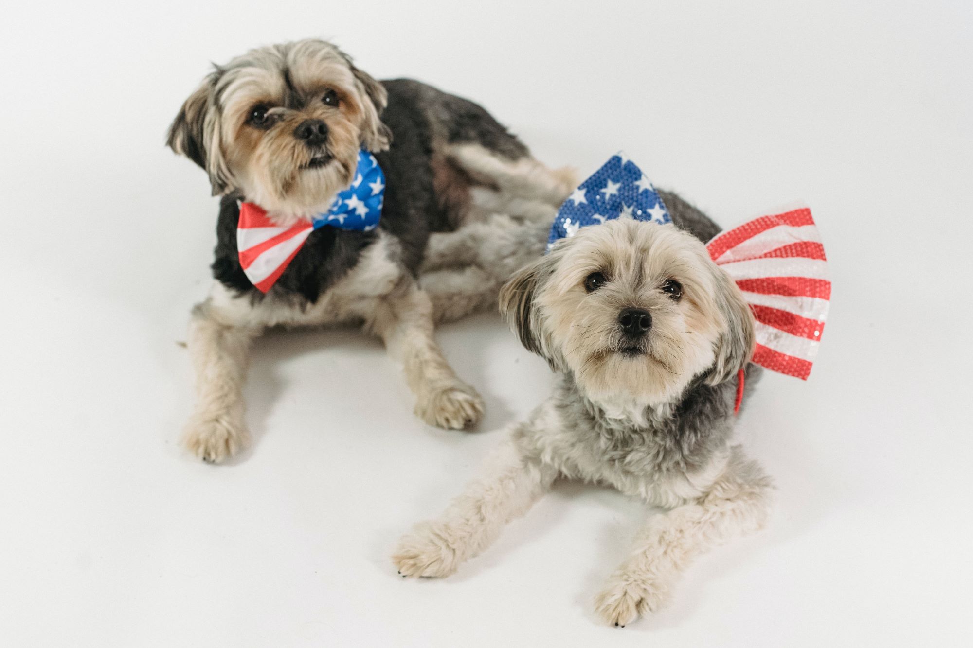 Plan a Red, White & Blue Barkday Party for Your Patriotic Pup ...