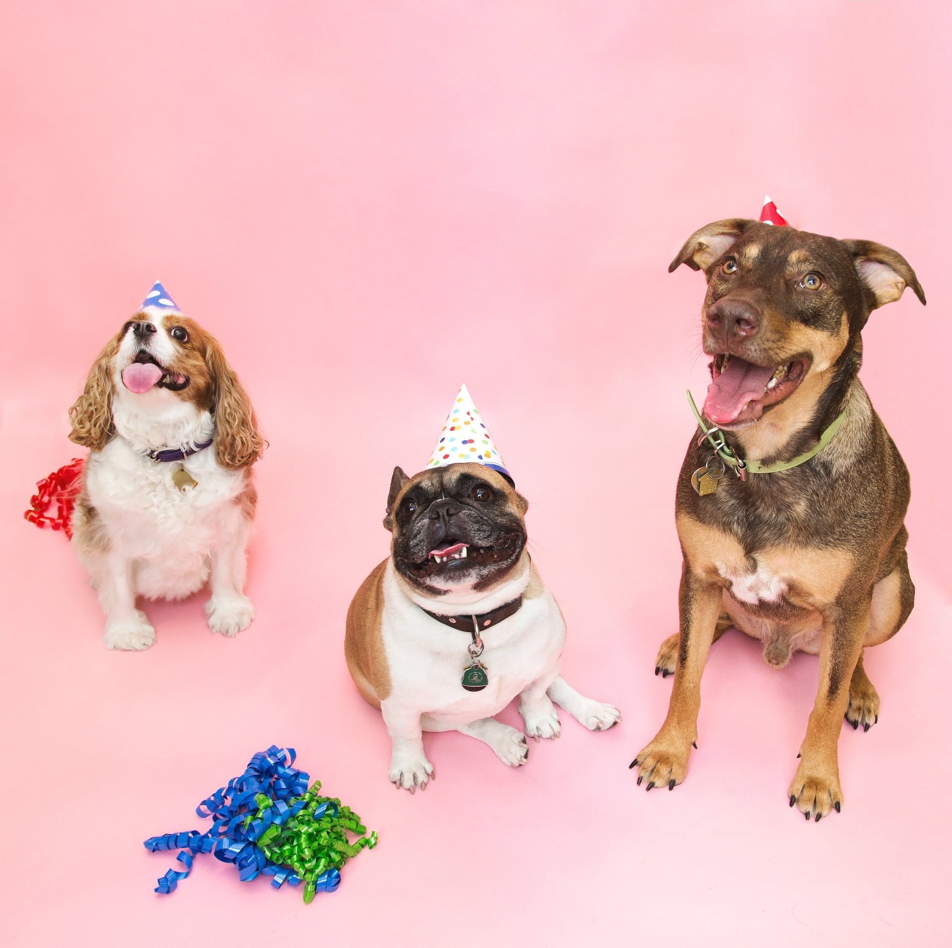 Dogs Are Always Ready to Have Fun - So Let's Plan a Dog Party ...