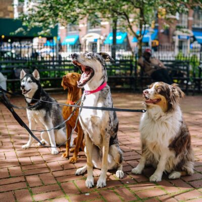 6 Reasons to Give Your Dog a Party - Properly Posh Pets
