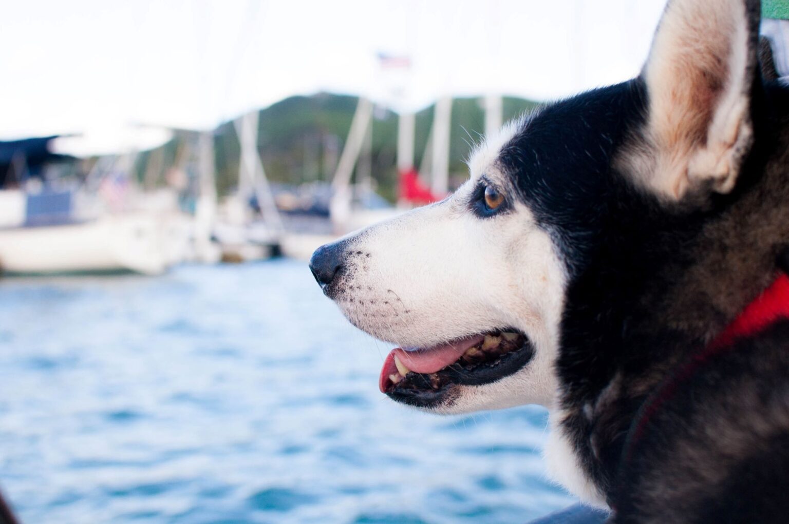 Summer is Here - Let's Plan a Salty Dog Party! - Properly Posh Pets