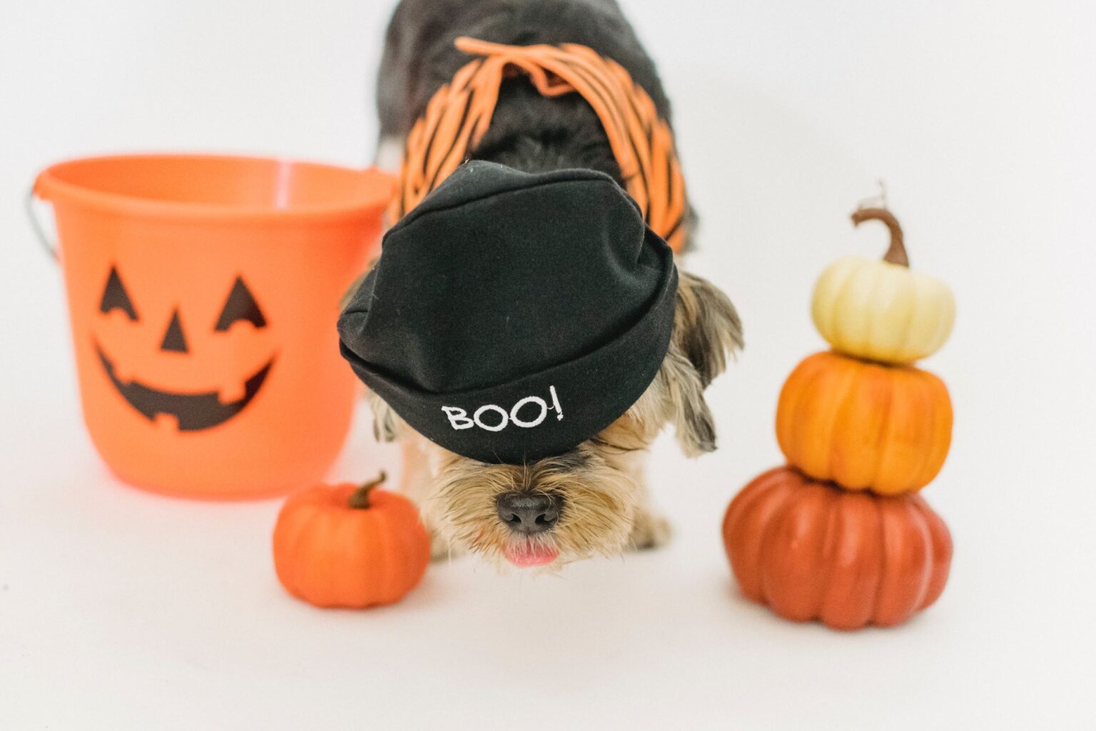 Tricks for Treats - A Wickedly Fun Pet Halloween Party - Properly Posh Pets
