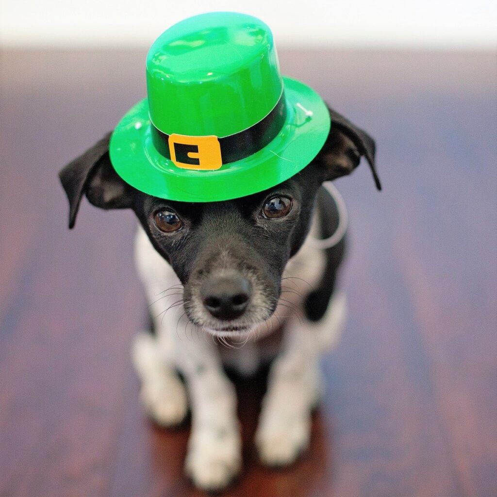 A St. Patrick's Day Pet Party: Leprechaun Dog Treats & Irish Coffee ...