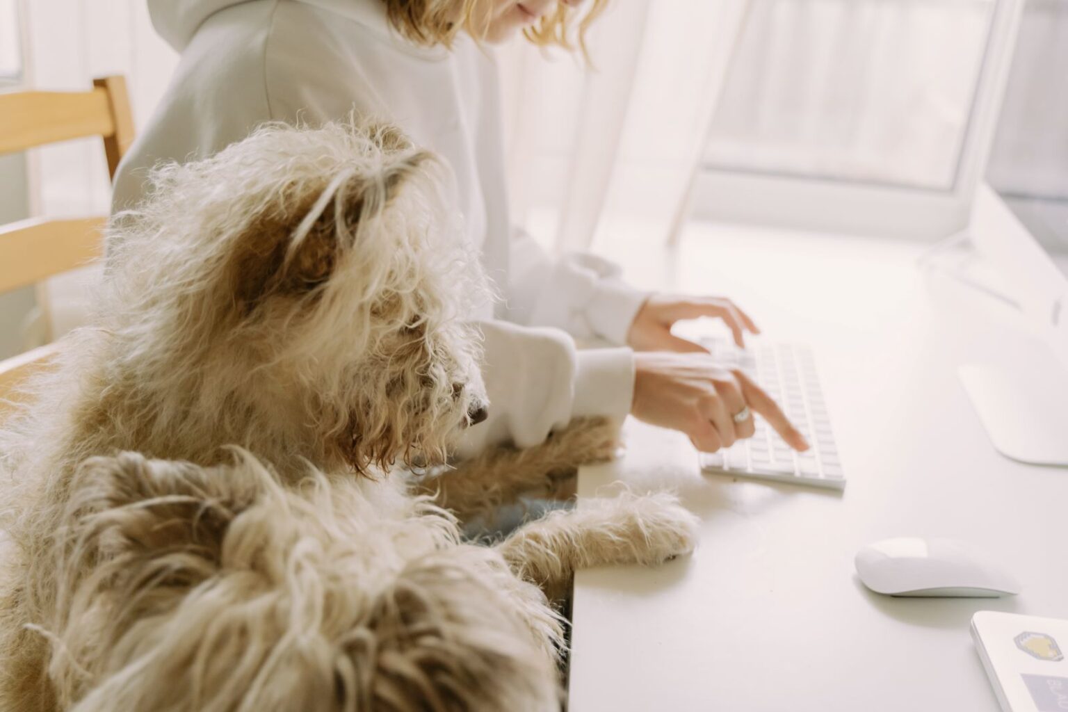 5 Ways to Goof Off with Your Dog - Properly Posh Pets