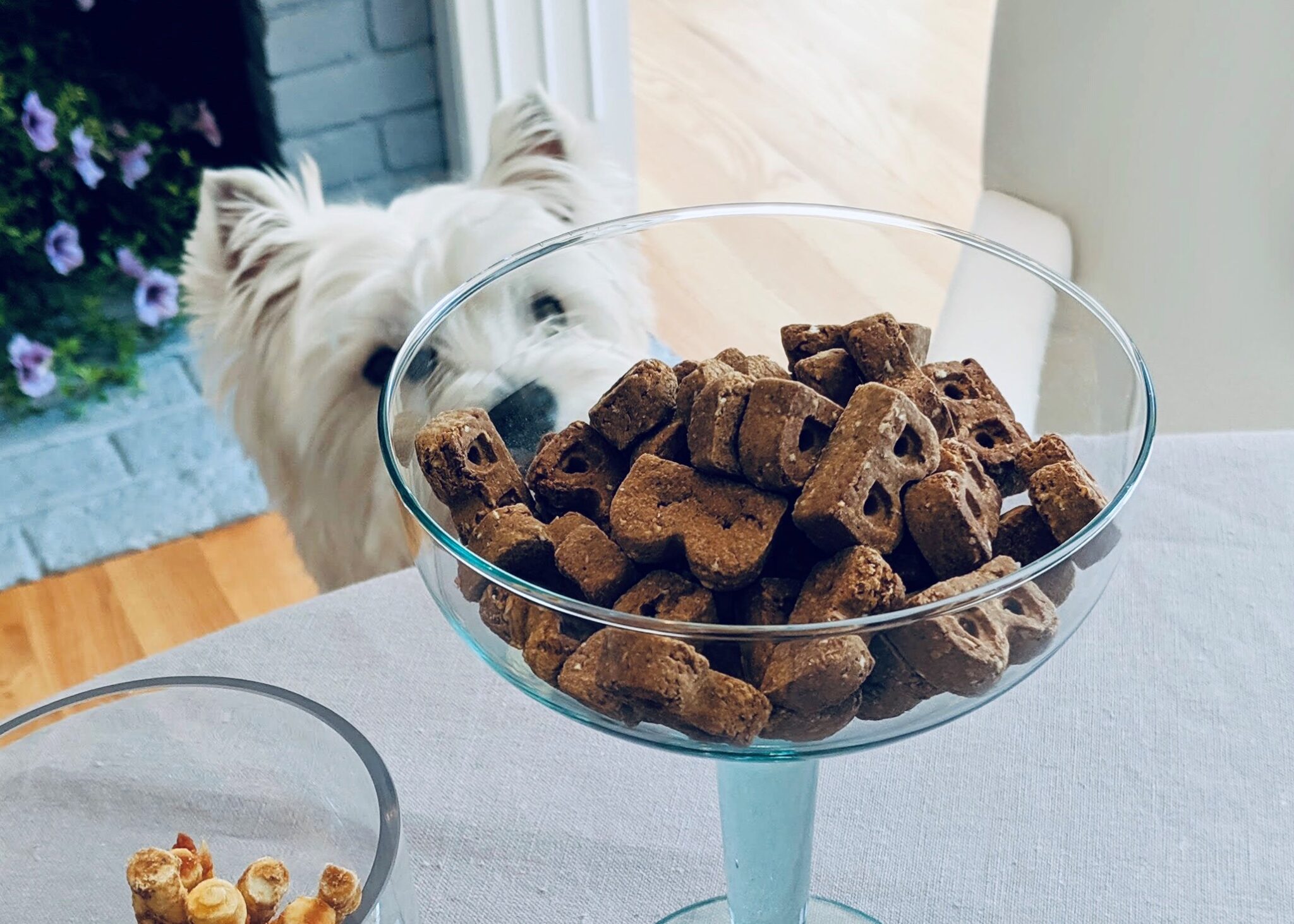 How to Pick the Perfect Birthday Present for Your Dog - Properly Posh Pets