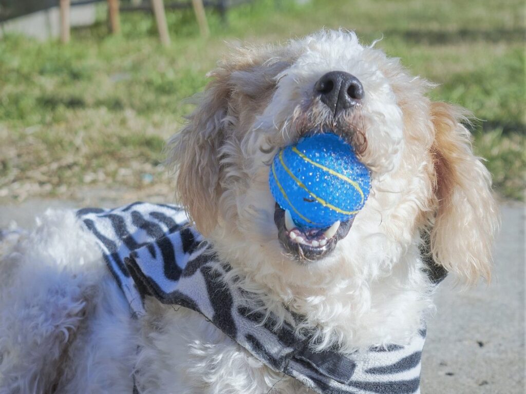 How to Pick the Perfect Birthday Present for Your Dog - Properly Posh Pets