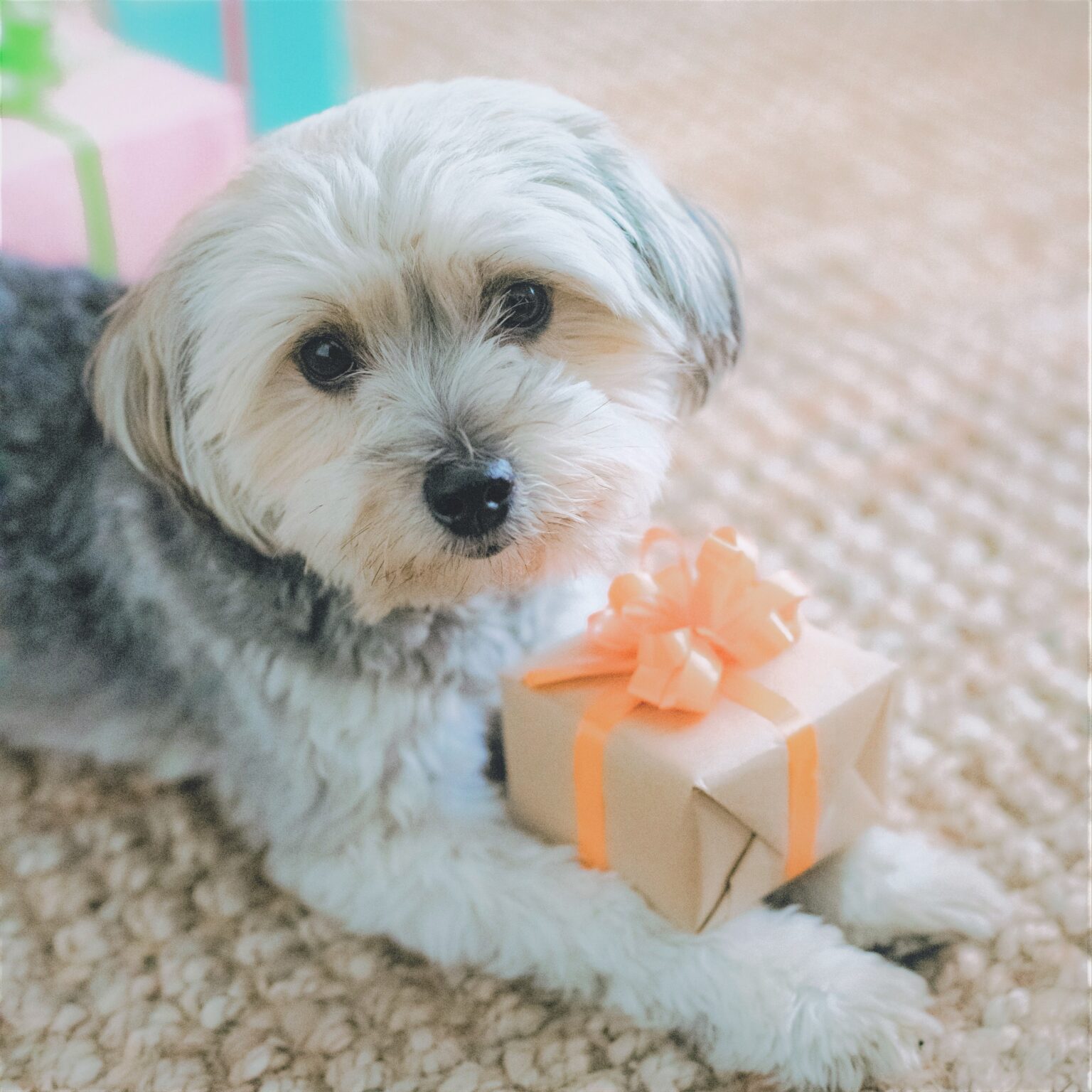 How to Pick the Perfect Birthday Present for Your Dog - Properly Posh Pets