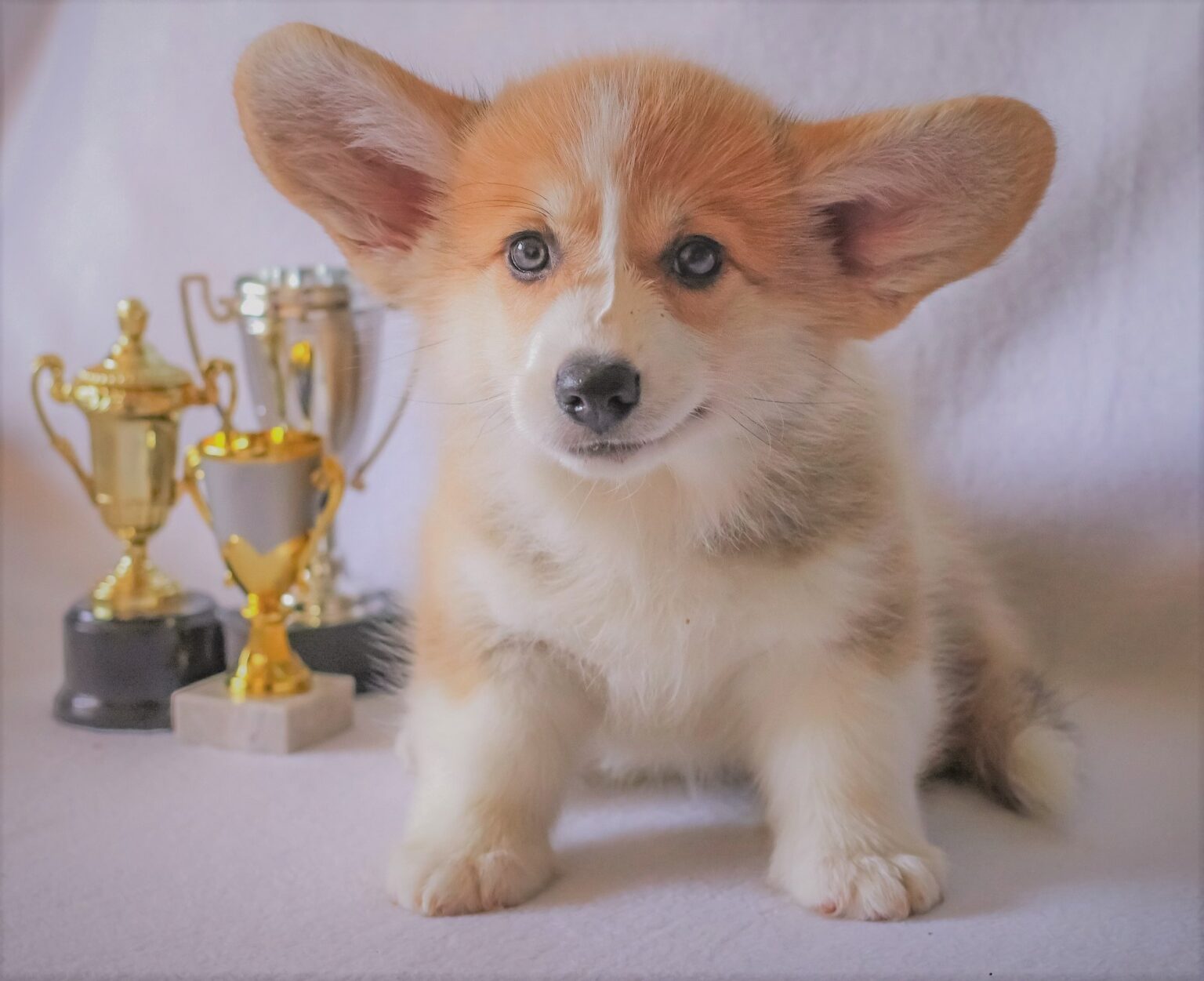 How to Plan a Dog Party Fit for Royalty - Properly Posh Pets