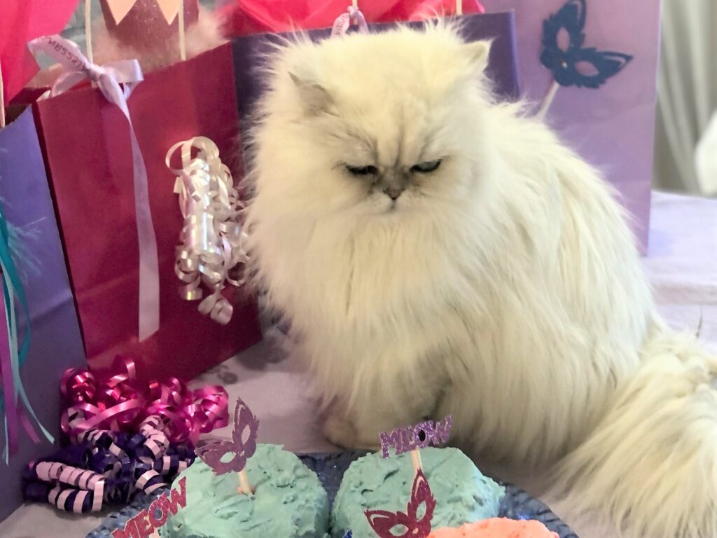 The Secret to Picking the Perfect Gifts for Your Cat - Properly Posh Pets