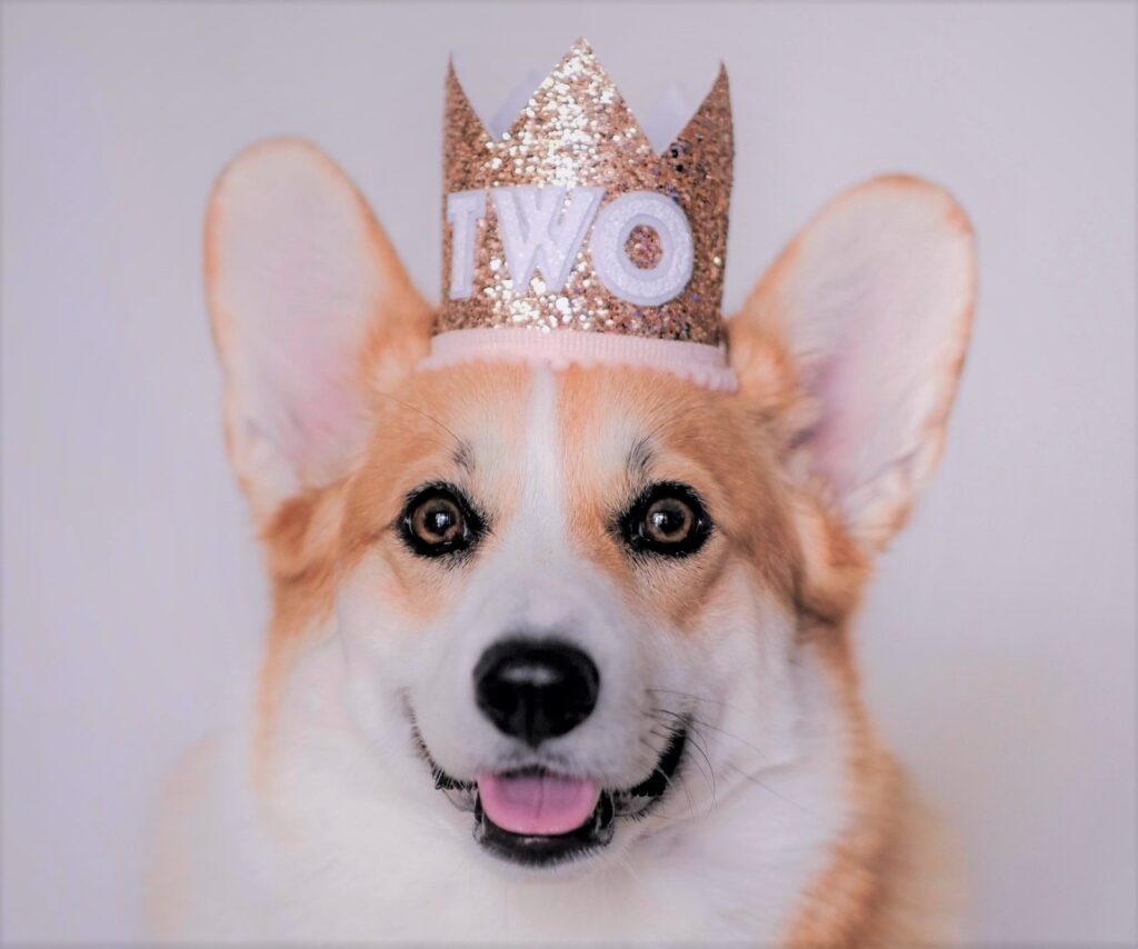 How to Plan a Dog Party Fit for Royalty - Properly Posh Pets