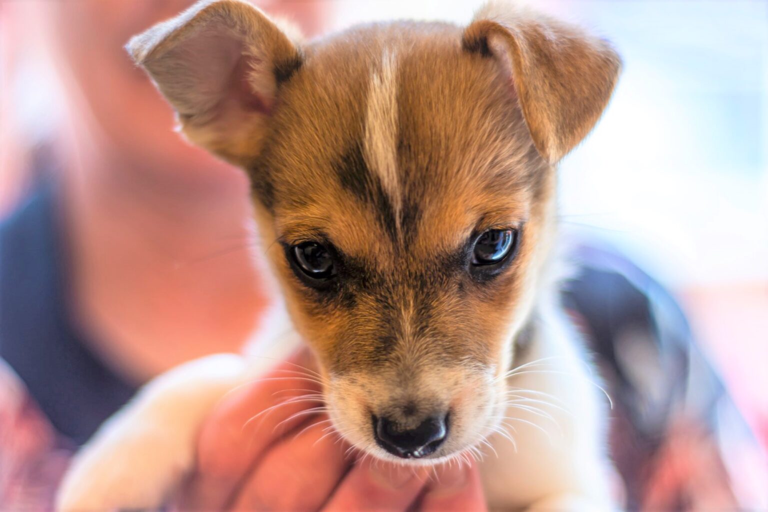 Bacon Snacks for Pups & Pup Parents - Properly Posh Pets