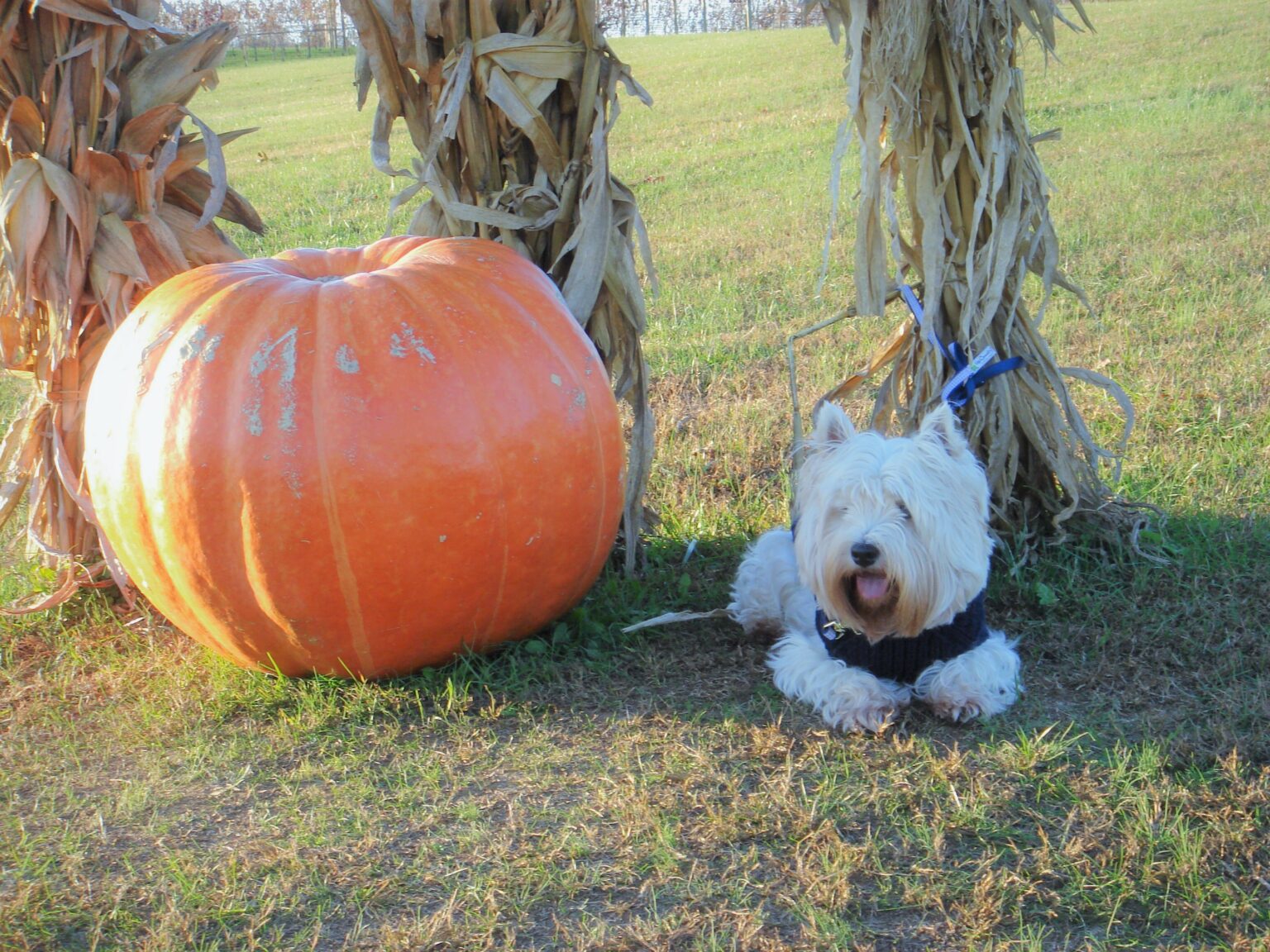 Yappy Hour at the Local Craft Brewery - Properly Posh Pets